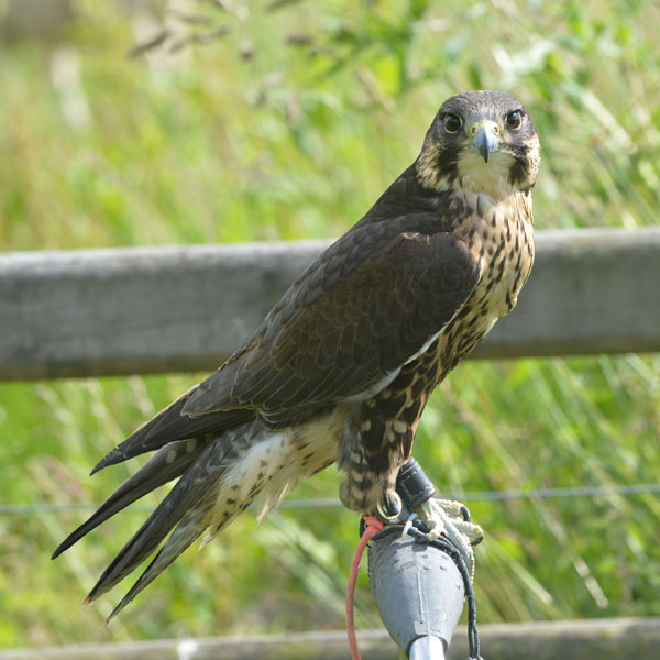 Rupert (2009) – male hybrid falcon – peregrine X gyrfalcon X saker ...
